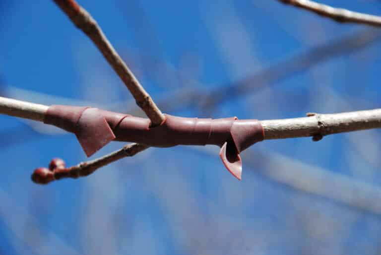 Rubber Bands - Aero Rubber Company®, Inc.